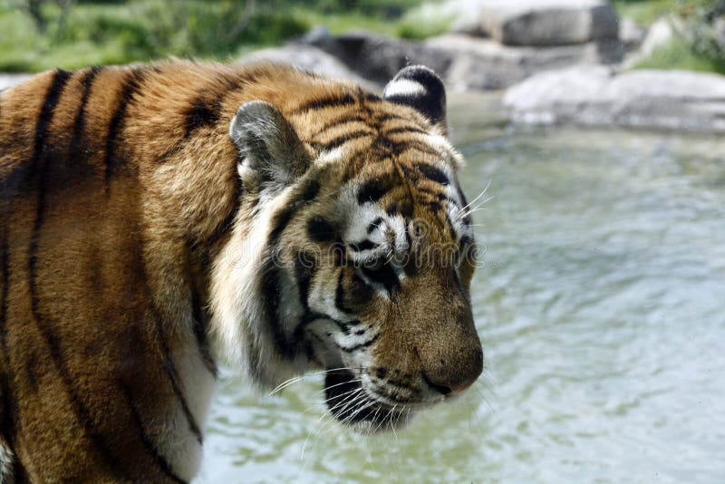 Tiger - Stealth stock photo. Image of sumatran, sneaky - 12480160