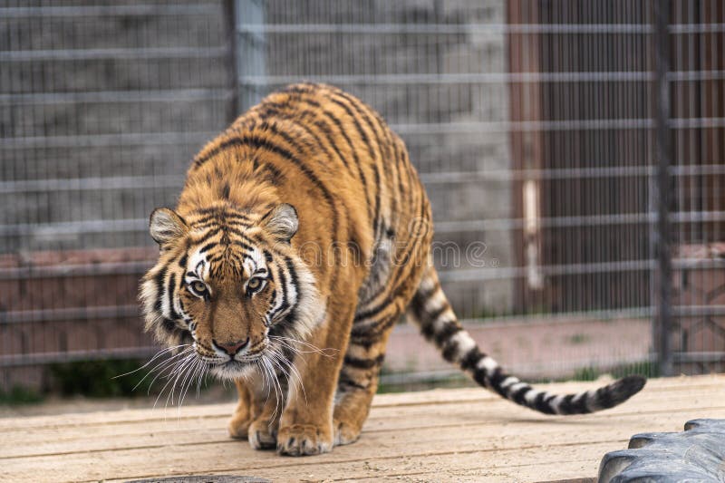 Siberian Tiger is in the Attack Position and Preparing To Jump Stock ...