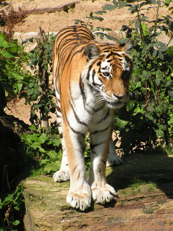 stock image. Image of female, tiger, mammal, siberian - 71167673