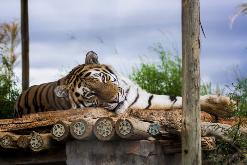 Siberian tiger stock photo. Image of tiger, animals, nighthunter - 89360466