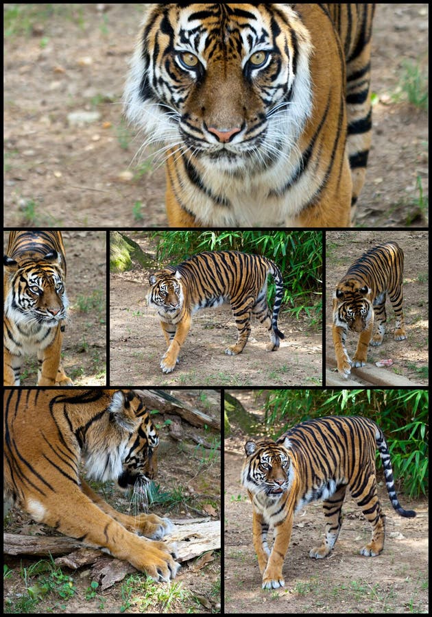 Siberian Tiger Collage Set stock image. Image of striped - 23845485