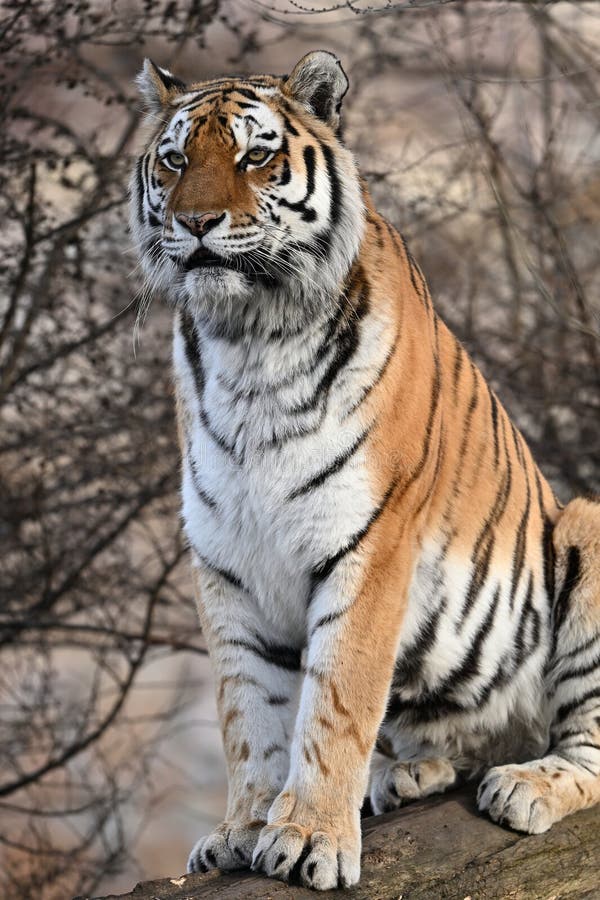 Siberian Tiger Critically Endangered Subspecies Sitting Stock Photo ...