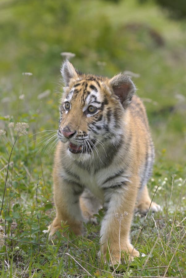 1,733 Siberian Tiger Cub Stock Photos - Free & Royalty-Free Stock ...