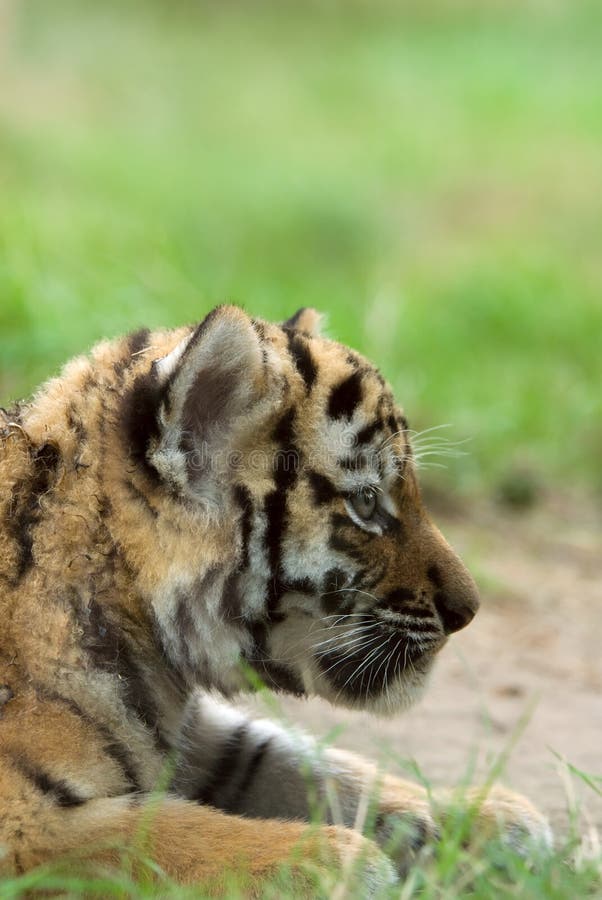 Cute siberian tiger cub stock photo. Image of captivity - 6054538