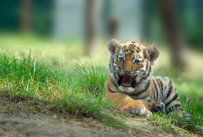 Siberian Tiger Cub Picture. Image: 5970082