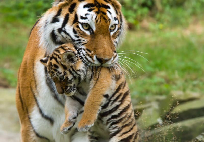 69+ Siberian tiger teeth Free Stock Photos - StockFreeImages