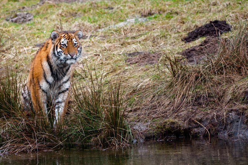 Siberian Tiger Cub Picture. Image: 8383574