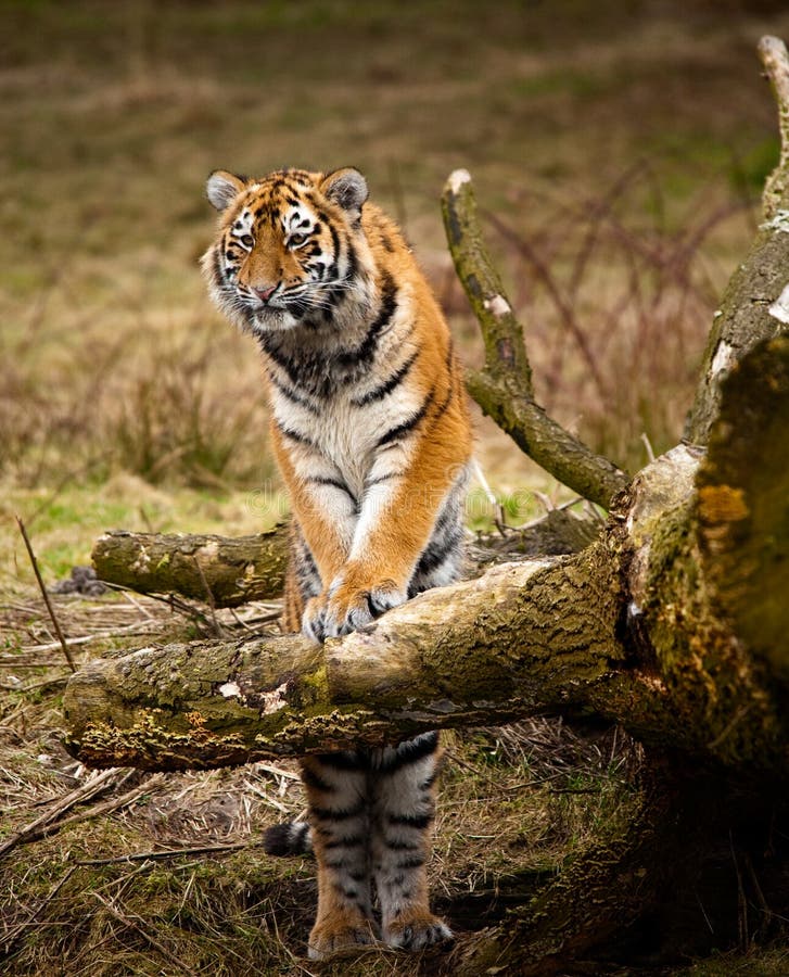47+ Siberian tiger cub Free Stock Photos - StockFreeImages