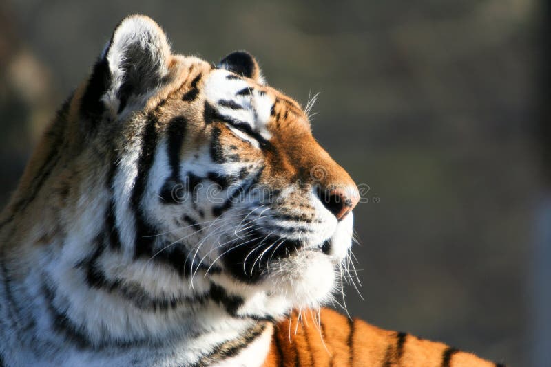 Siberian Tiger Deep in Thought Stock Photo - Image of emotion, canadian ...