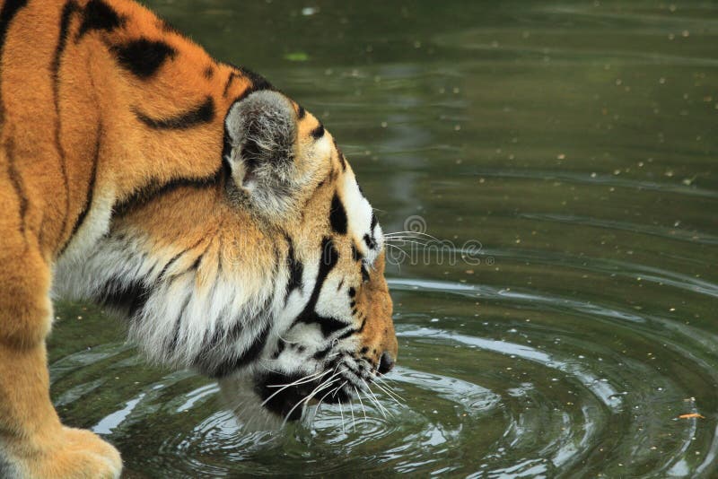 Tiger drinking water stock photo. Image of close, beautiful - 14085014