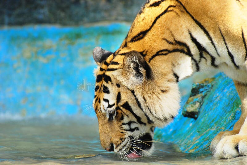 460 Tiger Drinking Water Photos - Free & Royalty-Free Stock Photos from ...