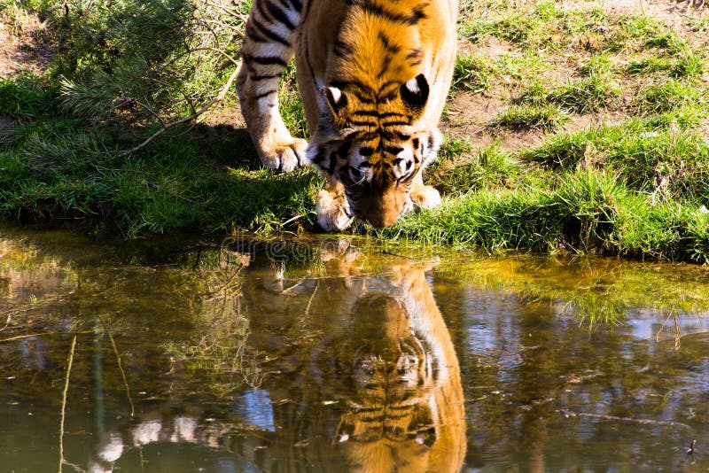 Tiger drinking water stock photo. Image of close, beautiful - 14085014