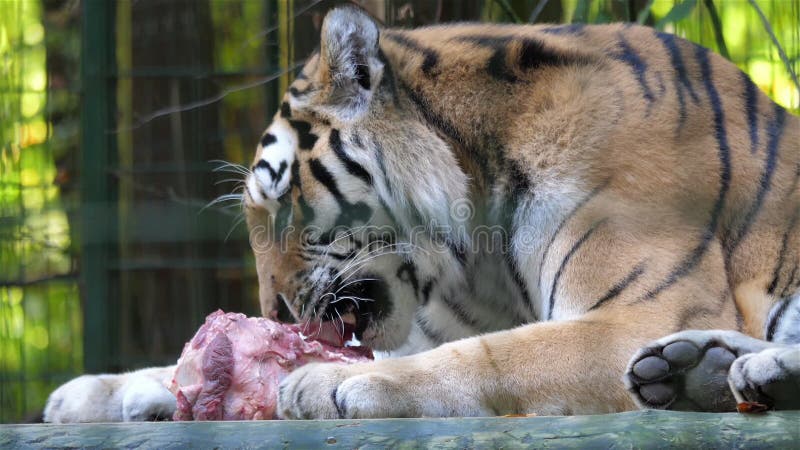 The Siberian Tiger Eats Raw Meat. Wild Animals in Captivity Stock Video ...