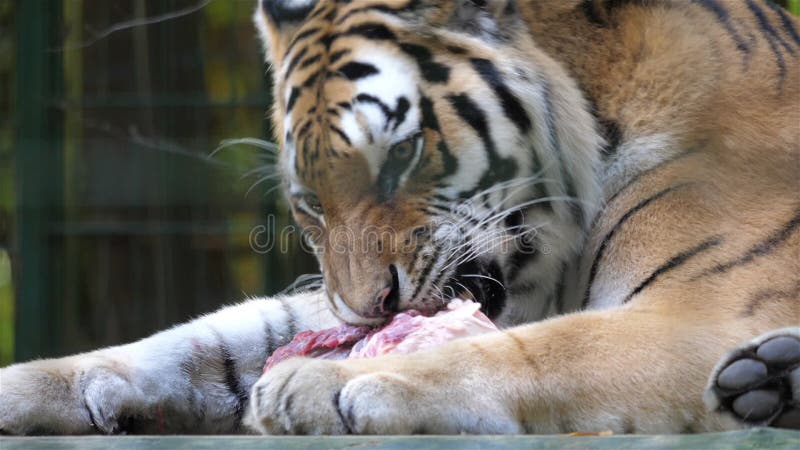 The Siberian Tiger Eats Raw Meat. Wild Animals in Captivity Stock Video ...
