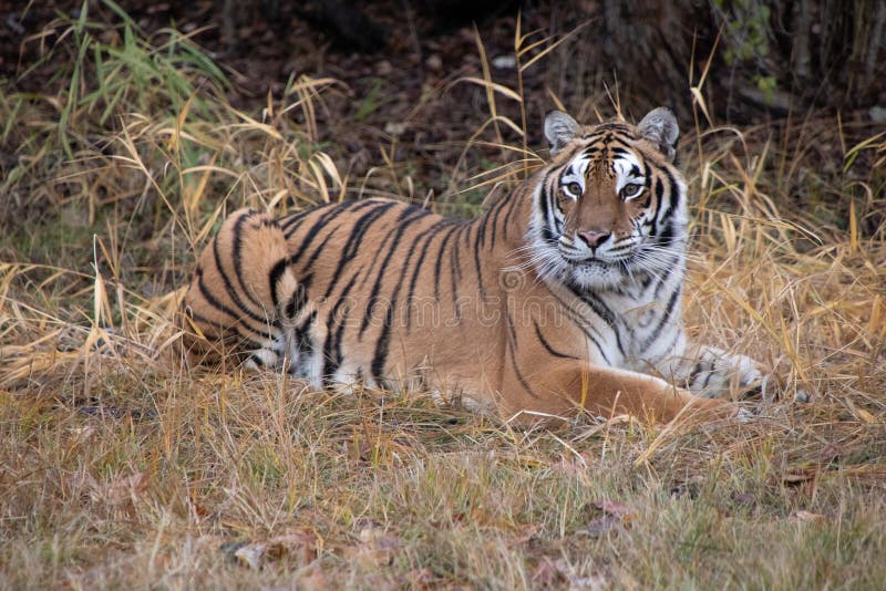 Siberian Tiger in the Fall stock image. Image of siberian - 132965611