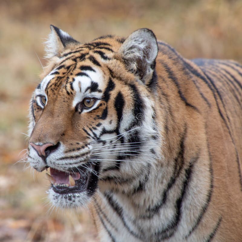 Siberian Tiger in the Fall stock image. Image of tiger - 132965619
