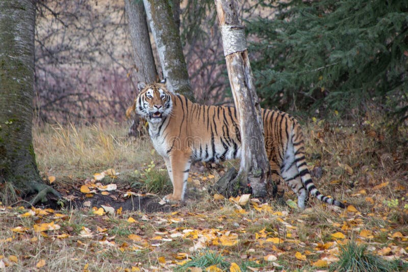 Siberian Tiger in the Fall stock image. Image of head - 132965567