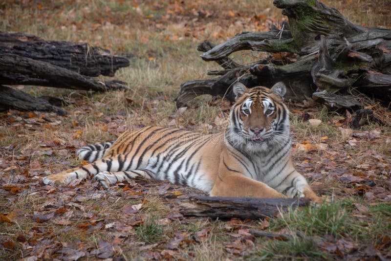 Siberian Tiger in the Fall stock image. Image of siberian - 132965611
