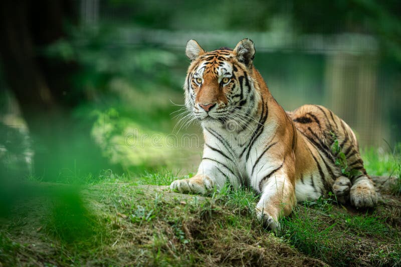 Siberian Tiger in the Forest Stock Photo - Image of snow, wild: 187097338
