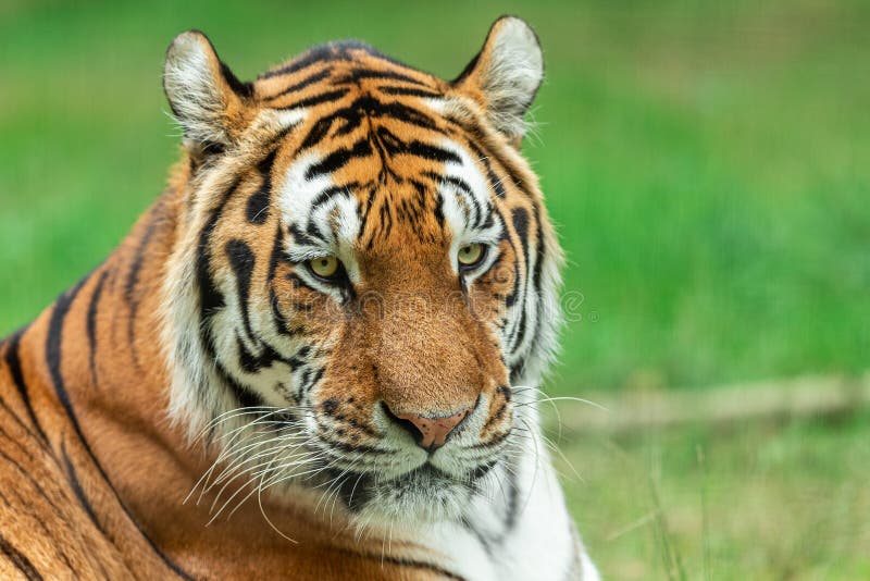 Siberian Tiger in the Forest Stock Photo - Image of mammal, beauty ...