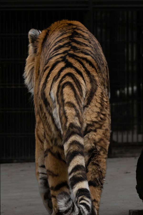 A Siberian Tiger Going Back Stock Image - Image of tiger, captivity ...