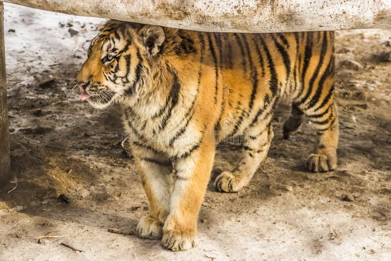 Siberian Tiger in Harbin China Stock Image - Image of royal, beast ...