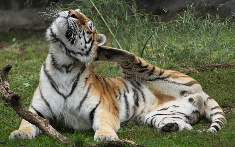 Siberian Tiger has an itch stock photo. Image of siberian - 11196790