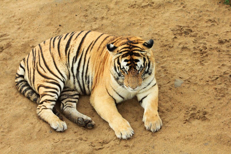 Siberian tiger have a rest stock image. Image of russia - 106645335
