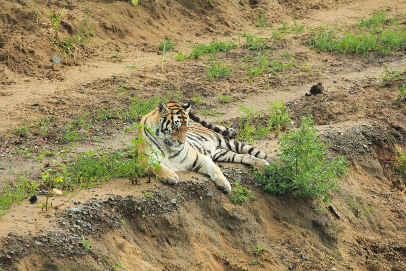 Siberian tiger have a rest stock image. Image of asia - 106645747