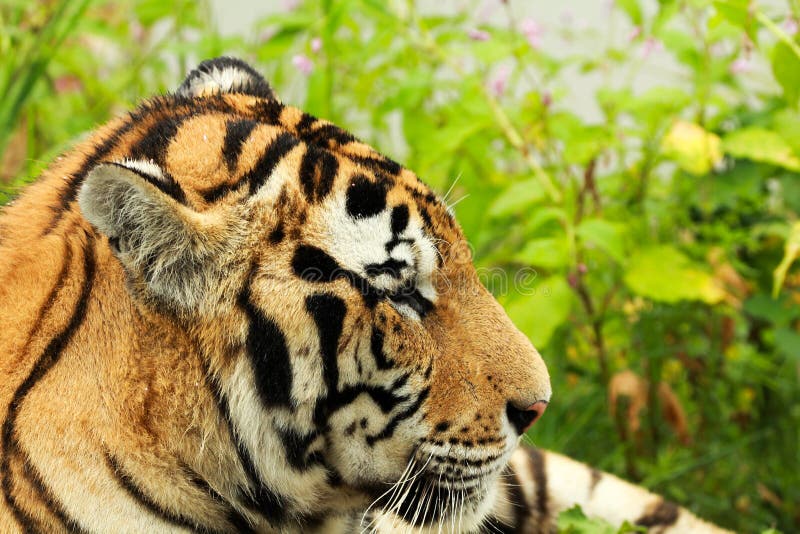 Siberian tiger have a rest stock photo. Image of hunting - 106649982