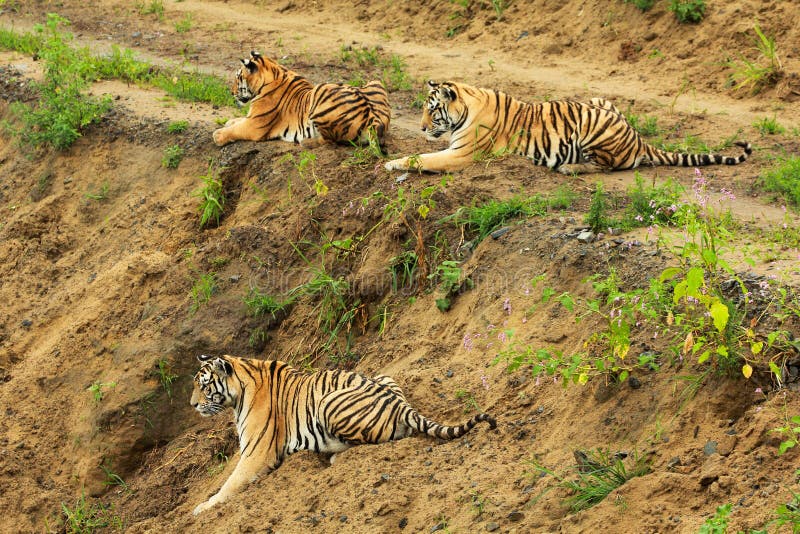 Siberian tiger have a rest stock photo. Image of themes - 106652508