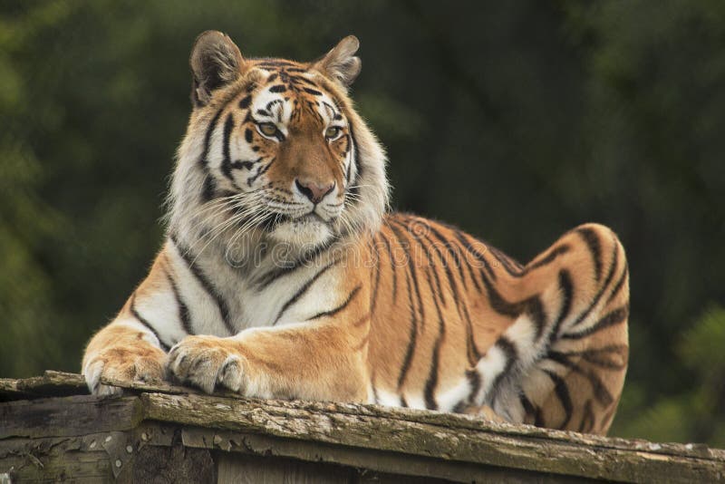Siberian Tiger stock photo. Image of tiger, teeth, bench - 66851670