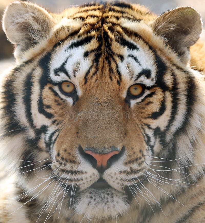 The Siberian tiger head stock photo. Image of siberian - 141837642