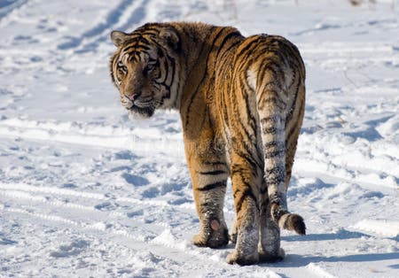 Siberian Tiger Looking Back Stock Image - Image of endangered ...