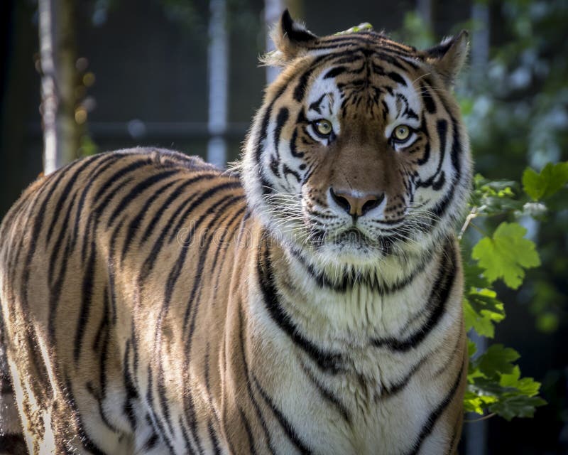 Siberian Tiger stock photo. Image of predator, outdoor - 102048630