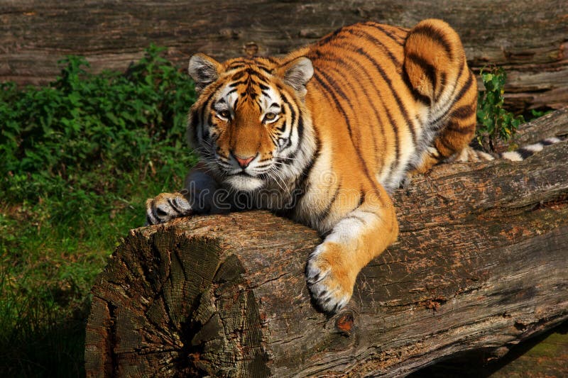 Siberian Tiger Lying on a Fallen Tree Stock Image - Image of tiger ...