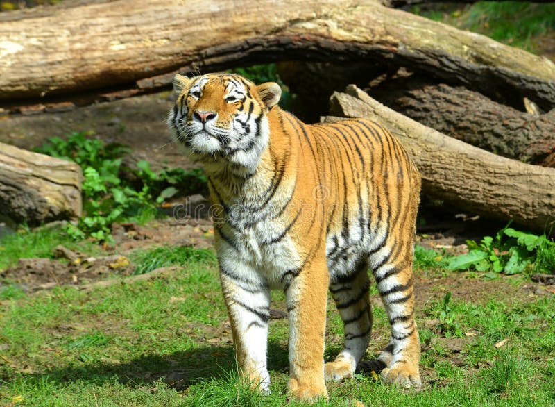 Siberian Tiger stock photo. Image of nature, orange, river - 52197928