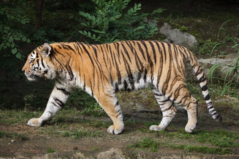 Siberian Tiger Panthera Tigris Altaica Stock Image - Image of mammal ... Siberian Tiger Panthera Tigris Altaica Stock Image - Image of mammal ...