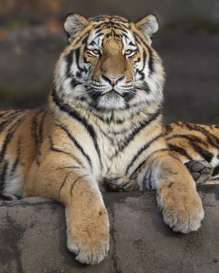 Siberian Tiger Panthera Tigris Altaica Stock Photo - Image of hypnotic ... Siberian Tiger Panthera Tigris Altaica Stock Photo - Image of hypnotic ...