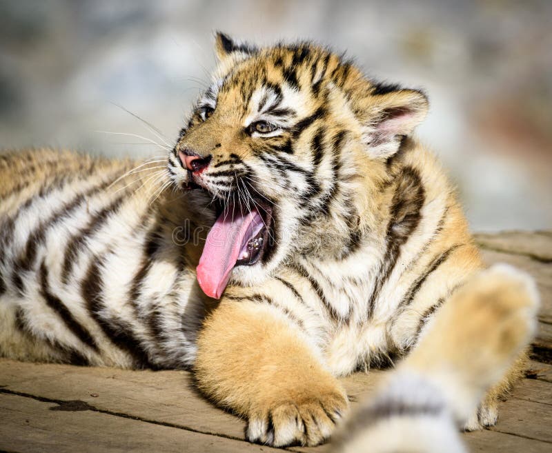 The Siberian Tiger Panthera Tigris Tigris Also Called Amur Tiger ... The Siberian Tiger Panthera Tigris Tigris Also Called Amur Tiger ...