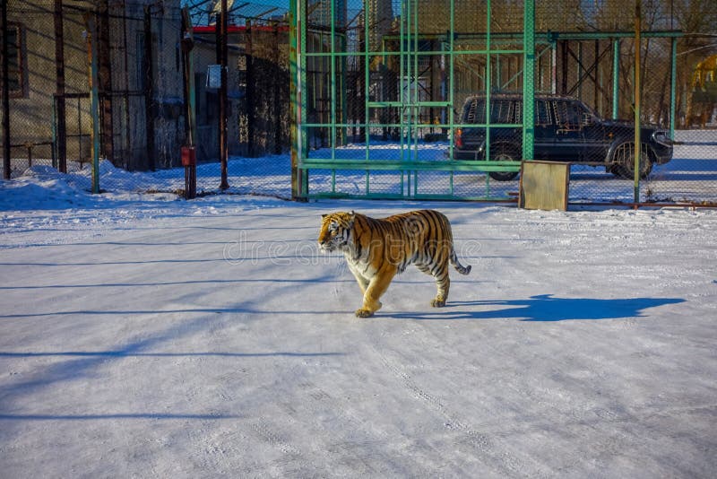 Siberian Tiger Park in Harbin, China Editorial Stock Image - Image of ...