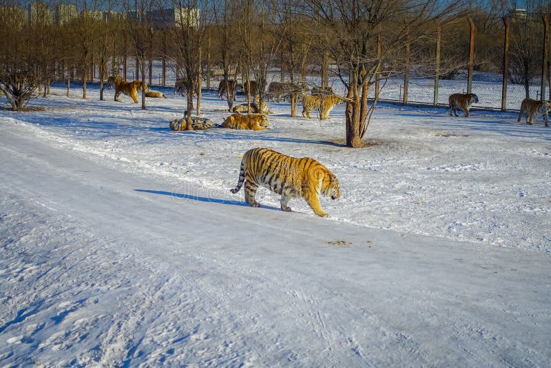 Siberian Tiger Park in Harbin, China Stock Photo - Image of nature ...