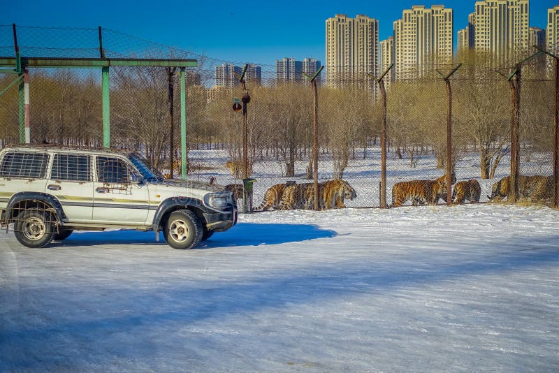 Siberian Tiger Park in Harbin, China Stock Photo - Image of face, china ...