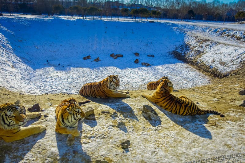 Siberian Tiger Park in Harbin, China Stock Image - Image of gaze, face ...
