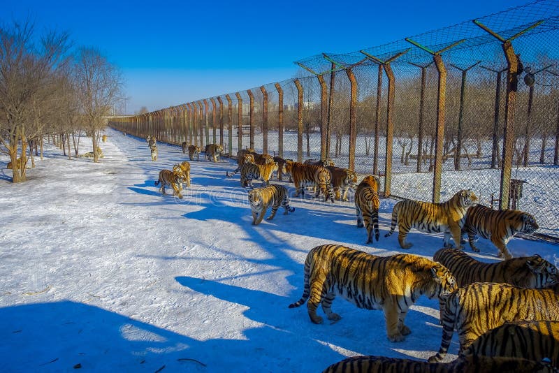 Siberian Tiger Park in Harbin, China Stock Photo - Image of fierce ...