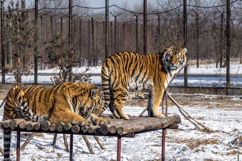 Siberian Tiger Park, Harbin, China Stock Image - Image of endangered ...