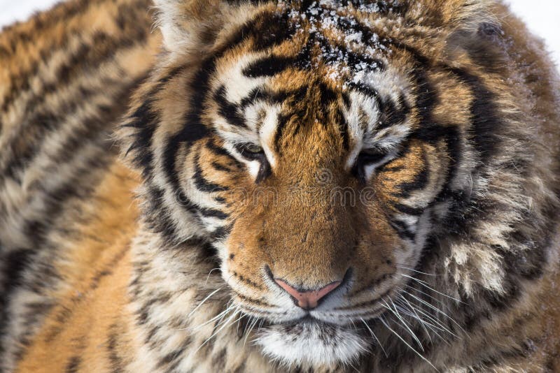 Siberian Tiger Park, Harbin, China Stock Photo - Image of face, outdoor ...