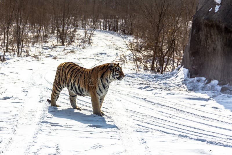 Siberian Tiger Park, Harbin, China Stock Image - Image of north ...