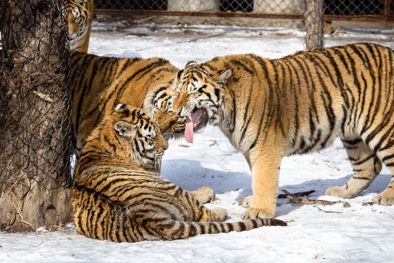 Siberian Tiger Park, Harbin, China Stock Image - Image of fierce ...