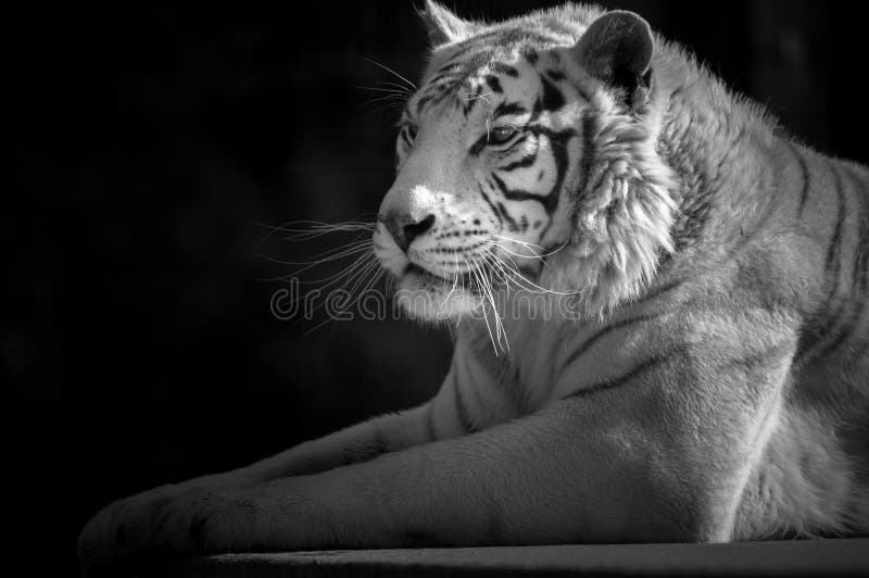 Siberian Tiger with Paws Stretched Out in Front Stock Photo - Image of ...